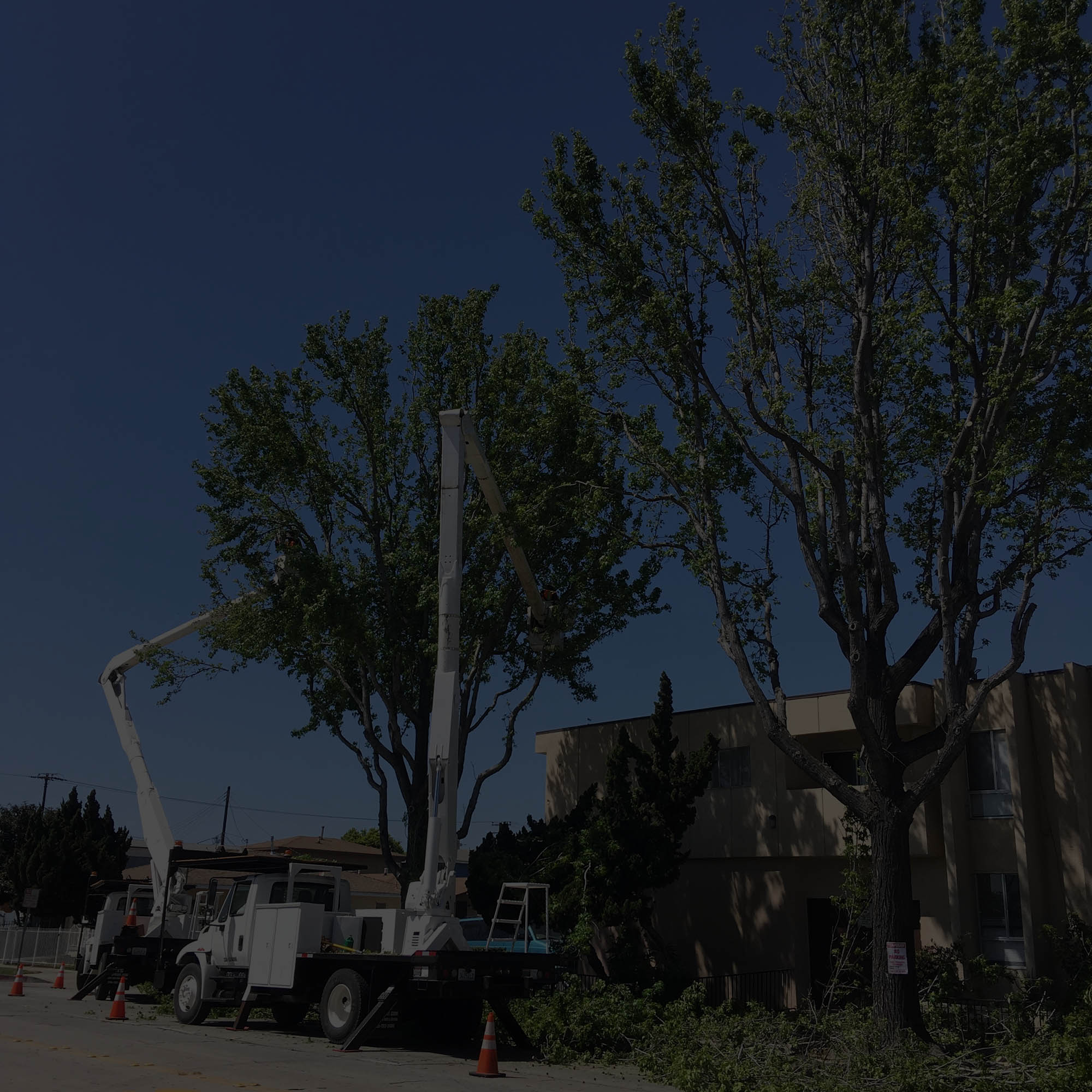 We Are Arborists - North Star Landcare